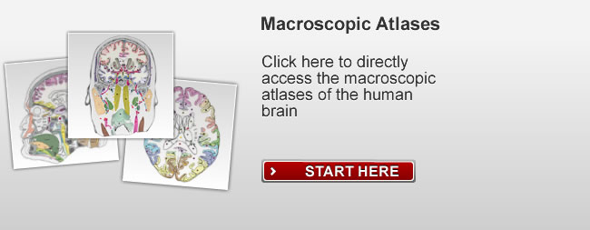 The Human Brain · Atlas of the Human Brain · www.thehumanbrain.info ...